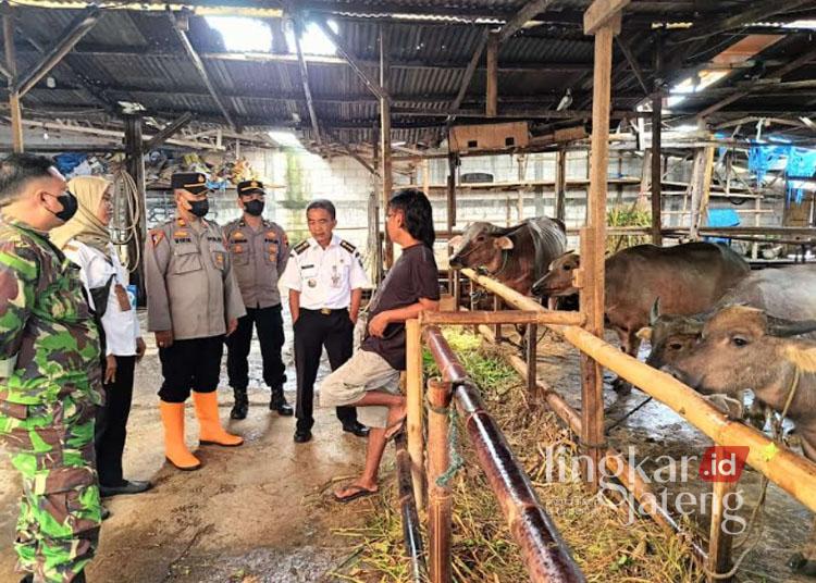 Puluhan Sapi di Demak Terjangkit PMK, Vaksinasi Dijadwalkan Awal Februari